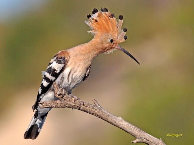MIS AMIGAS LAS AVES: Abubilla común (upupa epops)