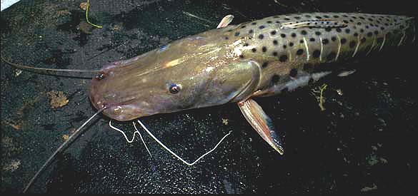 O Livro da Natureza: Bagres