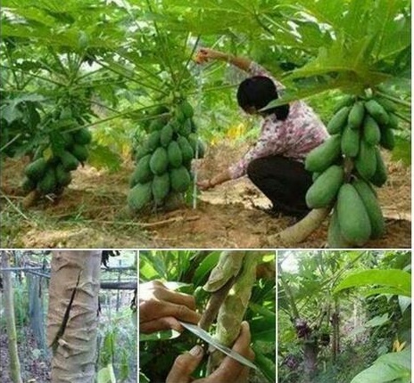 Begini Cara Baru dan Unik Mencangkok Pepaya | -Petani TOP-