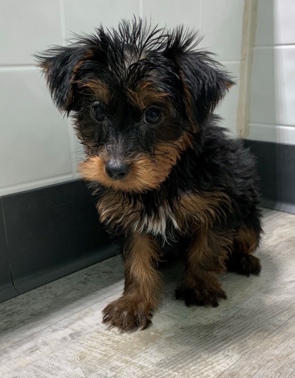B & C Kennels: Yorkshire Terriers & Yorkipoos & Yorkichons
