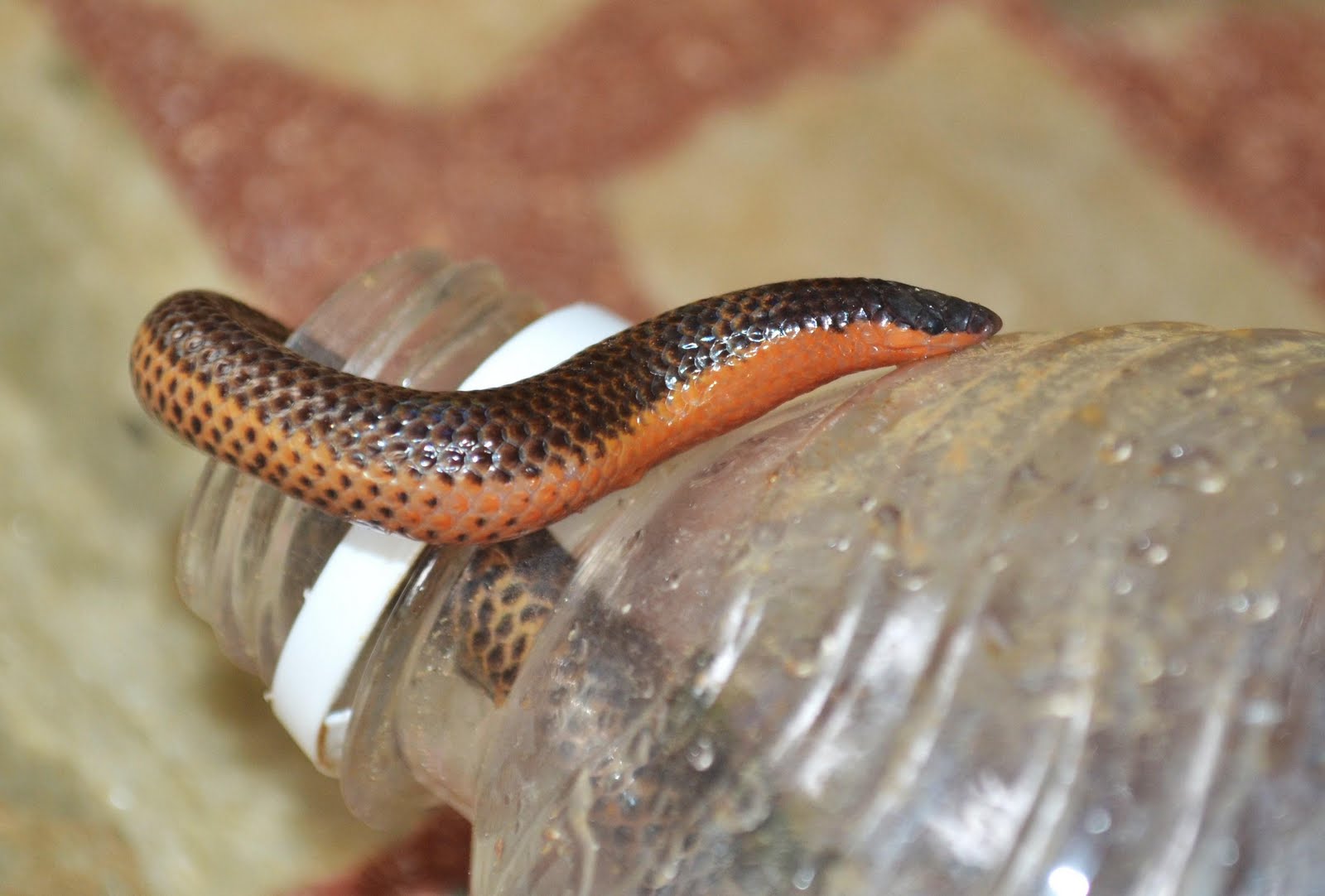 Photography & Me: Shield-Tailed Snake