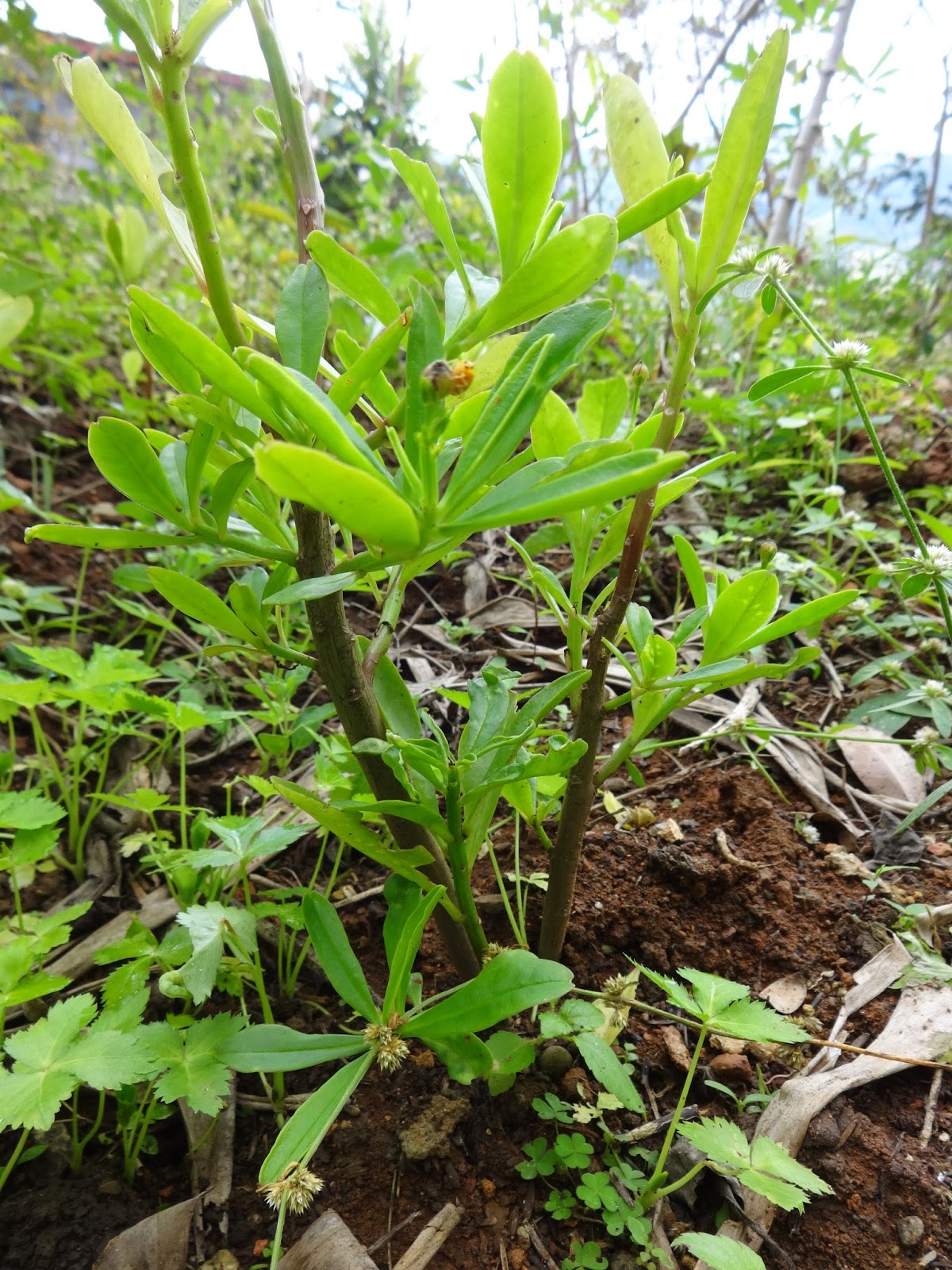 Herbs from Distant Lands: Talinum triangulare - Philippine Spinach ...