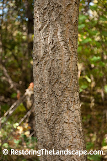 Restoring The Landscape With Native Plants: A Non-Native Tree that has ...