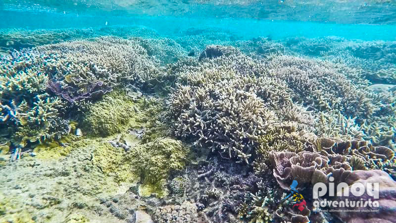 Updated! ISLA VERDE TRAVEL GUIDE BLOG 2022 with DIY Itinerary, How to ...