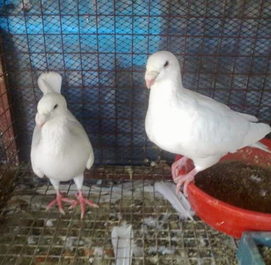 SPESIALIS MERPATI: Merpati German Beauty Homer (GBH)