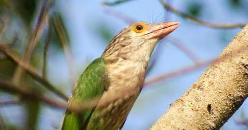 Lineated barbet photos | Birds of India | Bird World
