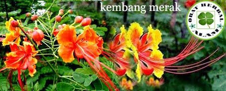 Manfaat Dan Khasiat Dari Daun Kembang Merak Untuk Obat Herbal | Sehat ...