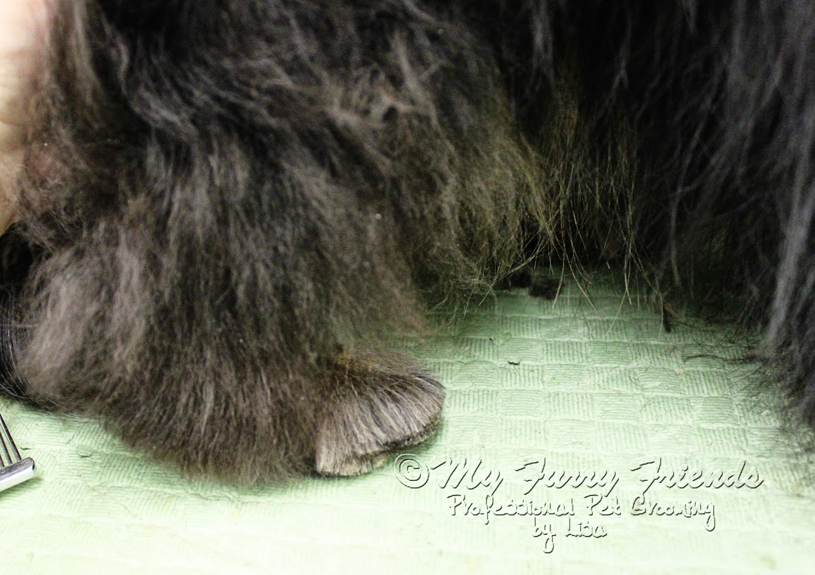 Pet Grooming: The Good, The Bad, & The Furry: Simple Trims....