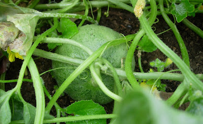 Thyme In A Bottle: Tomato Update, Melons, Harvest and Second Crop Plantings