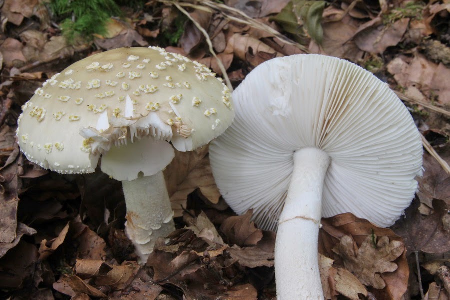 Guía de Setas y Hongos de Navarra.: Grupos Hongos