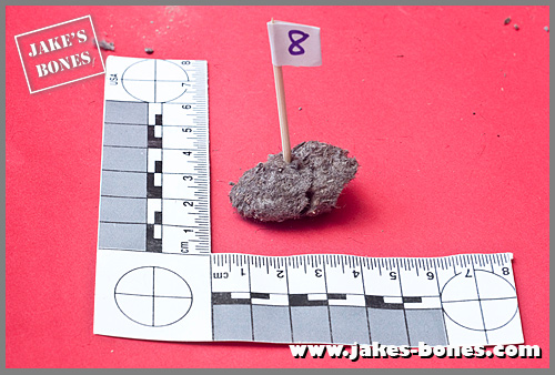 Dissecting bird pellets : Jake's Bones