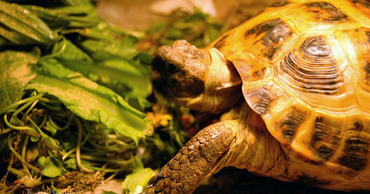 Tortaddiction: How to build a tortoise table out of a bookshelf ...