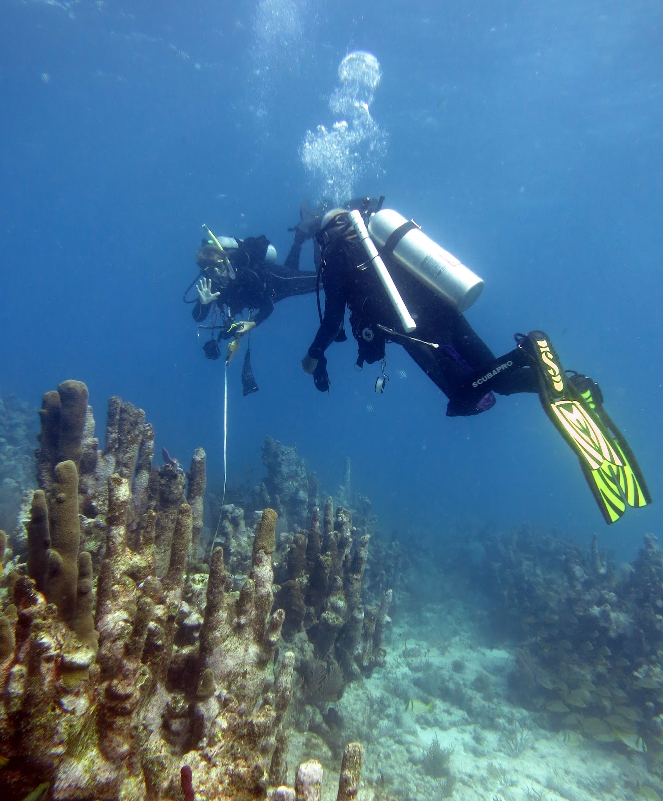 Keys Marine Laboratory Blog: AAUS Diver Proficiency Workshop
