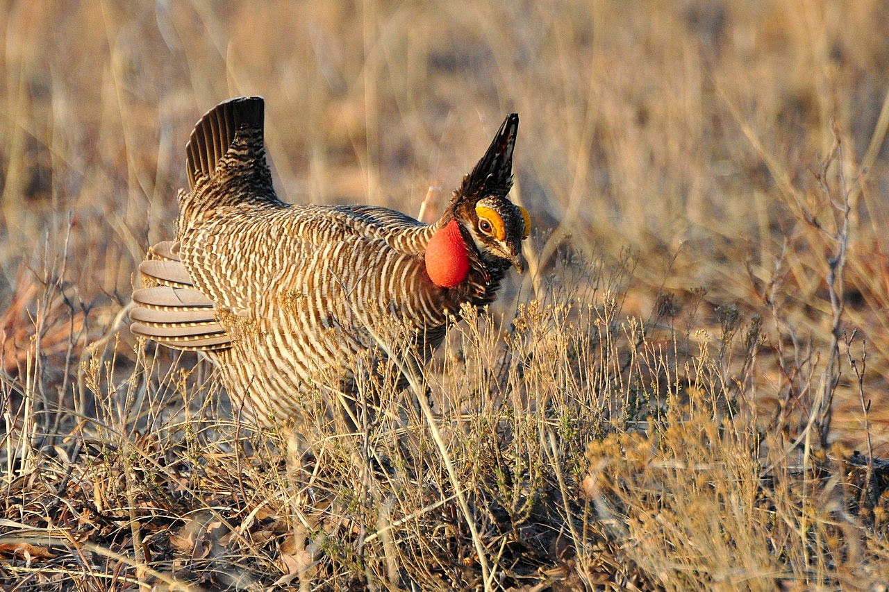 Mesquite Hugger: Local Wildlife: Lesser Prairie Chicken Conservation ...