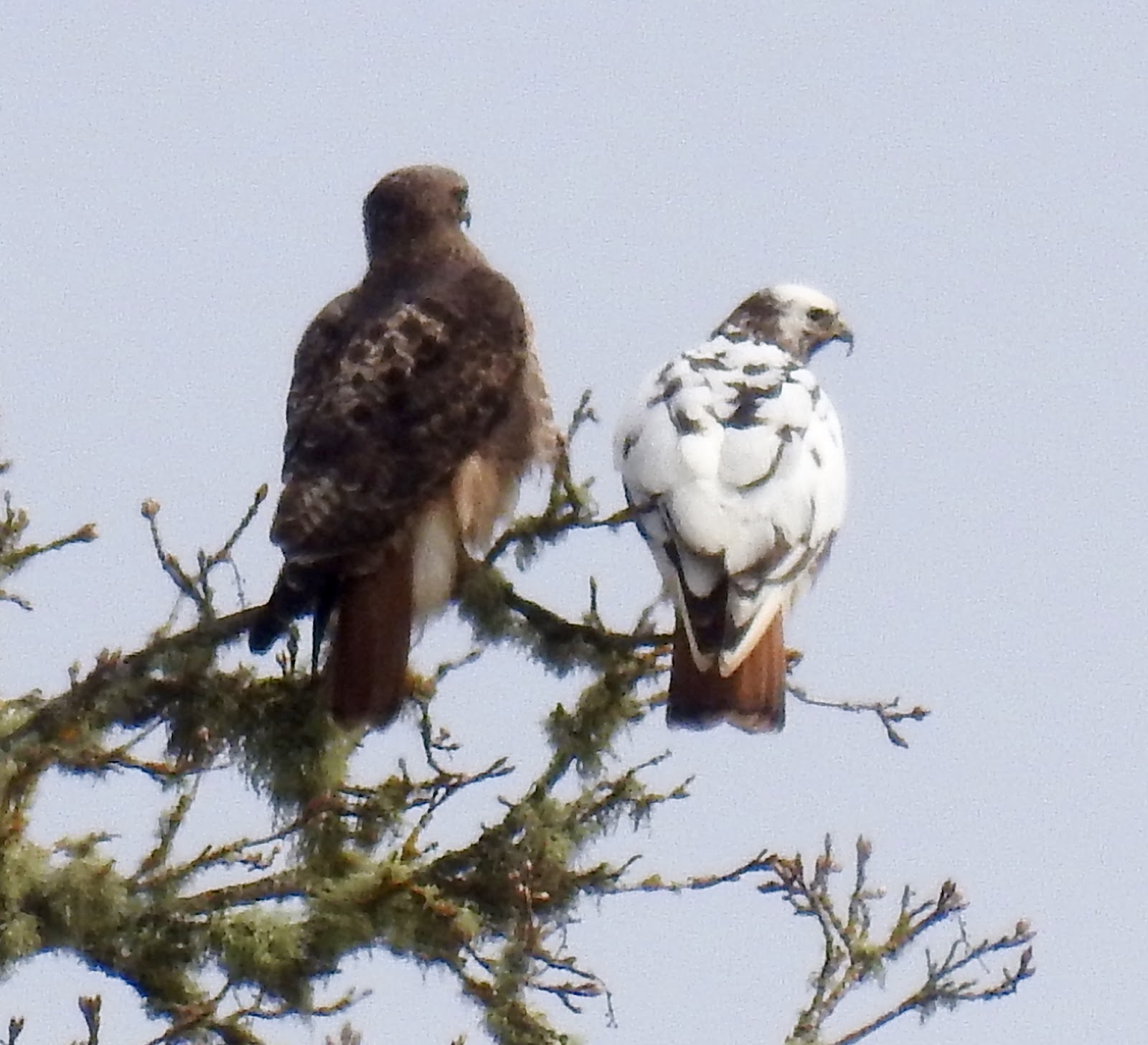 Various Oregon Birding Piks: Albino Red-tailed Hawk