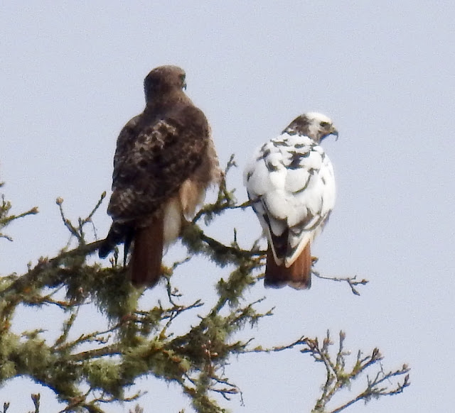 Various Oregon Birding Piks: Albino Red-tailed Hawk