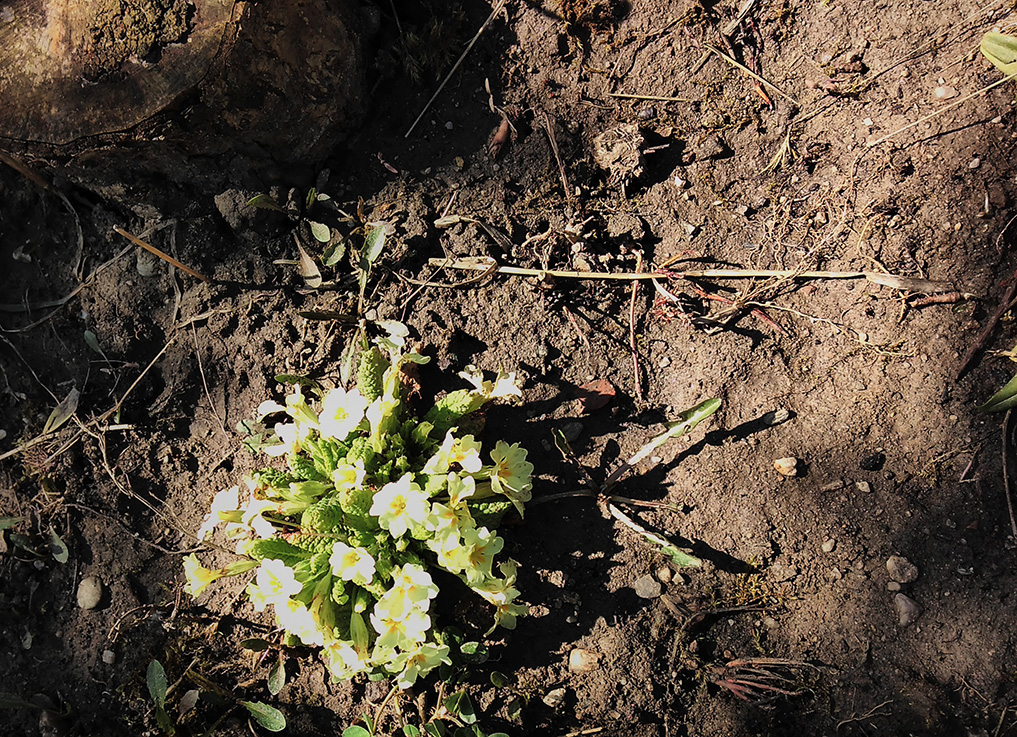 Blogul Simonei: Înfloresc grădinile