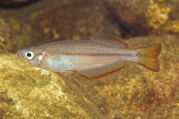 INDONESIAN FRESHWATER FISH COMMUNITY - IFFC: RAINBOW II