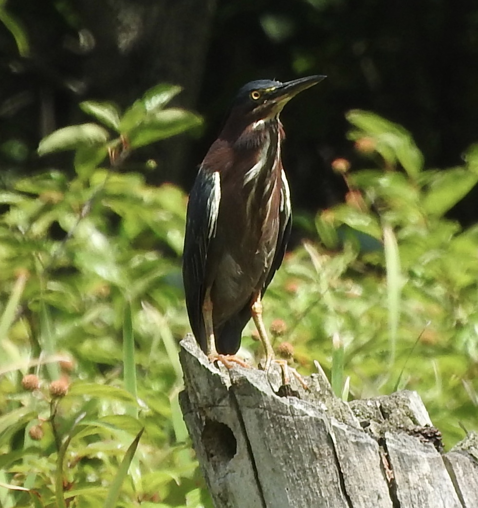 A little leeway: 2017