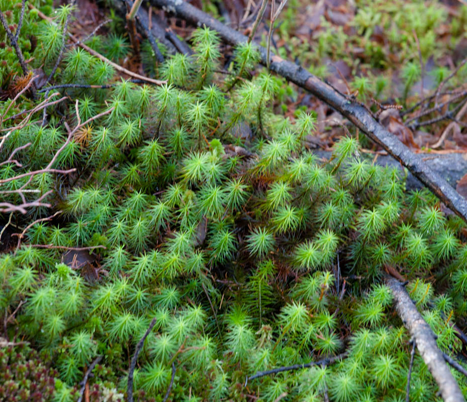 Moss Notes: Our Common toothy leaved Polytrichums