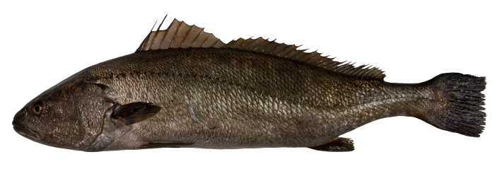 ANIMAIS DA RIA FORMOSA: Peixes 2