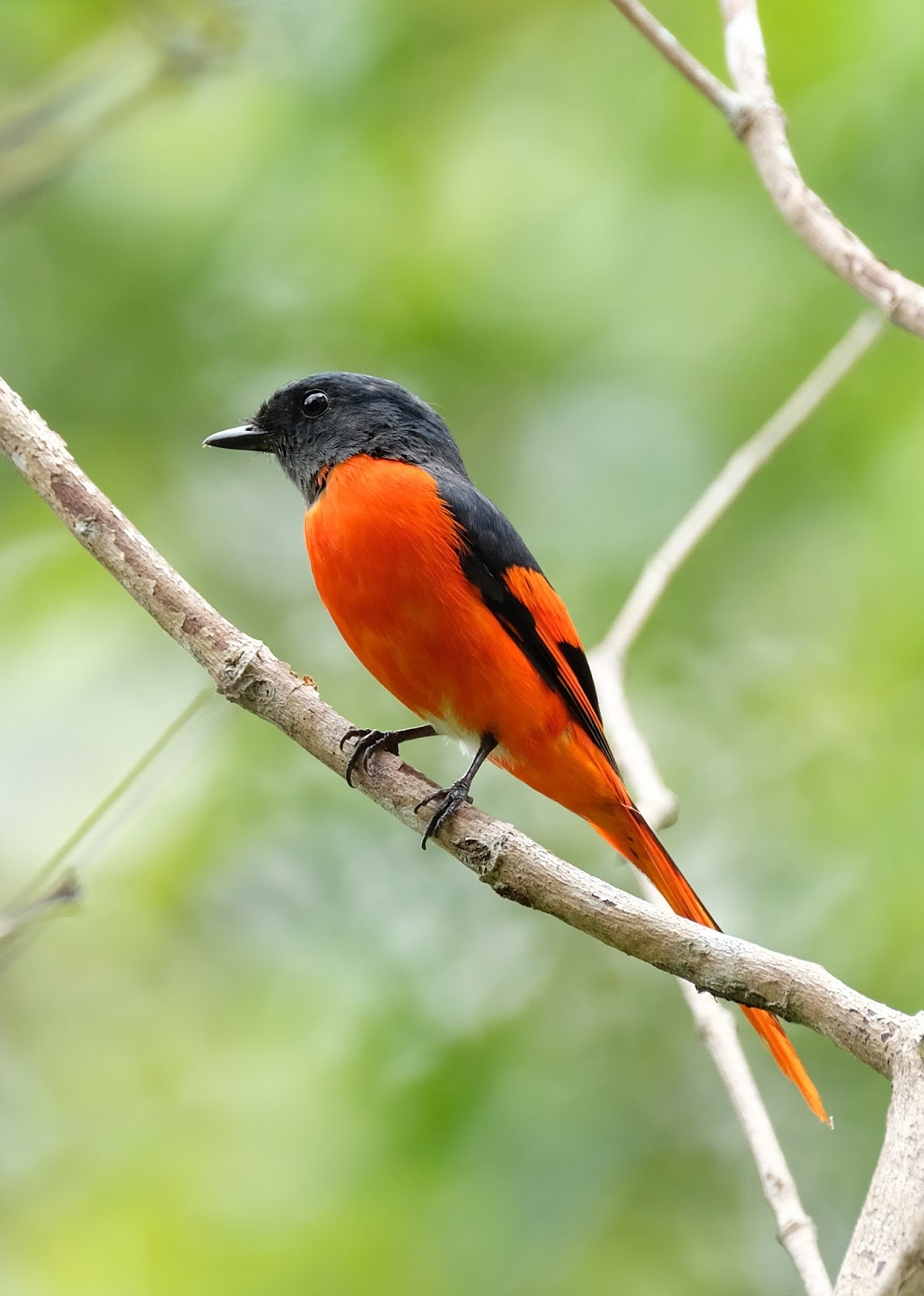 Mike is the name Birding is the game ( Birding in Malaysia - Malaysian ...