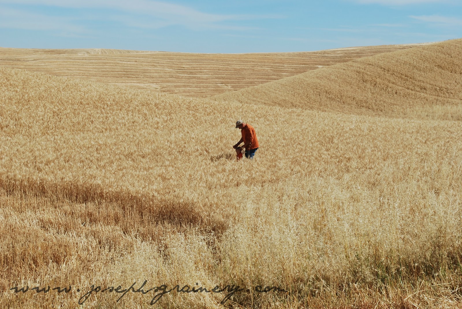Joseph's Grainery: It's Harvest Time! - Palouse Wheat Harvest