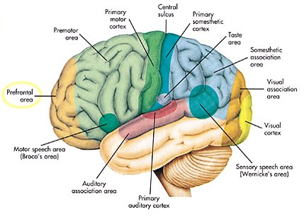 Córtex Cerebral- Neuroanatomia: ESTRUTURA E FUNÇÕES DO CÓRTEX CEREBRAL ...