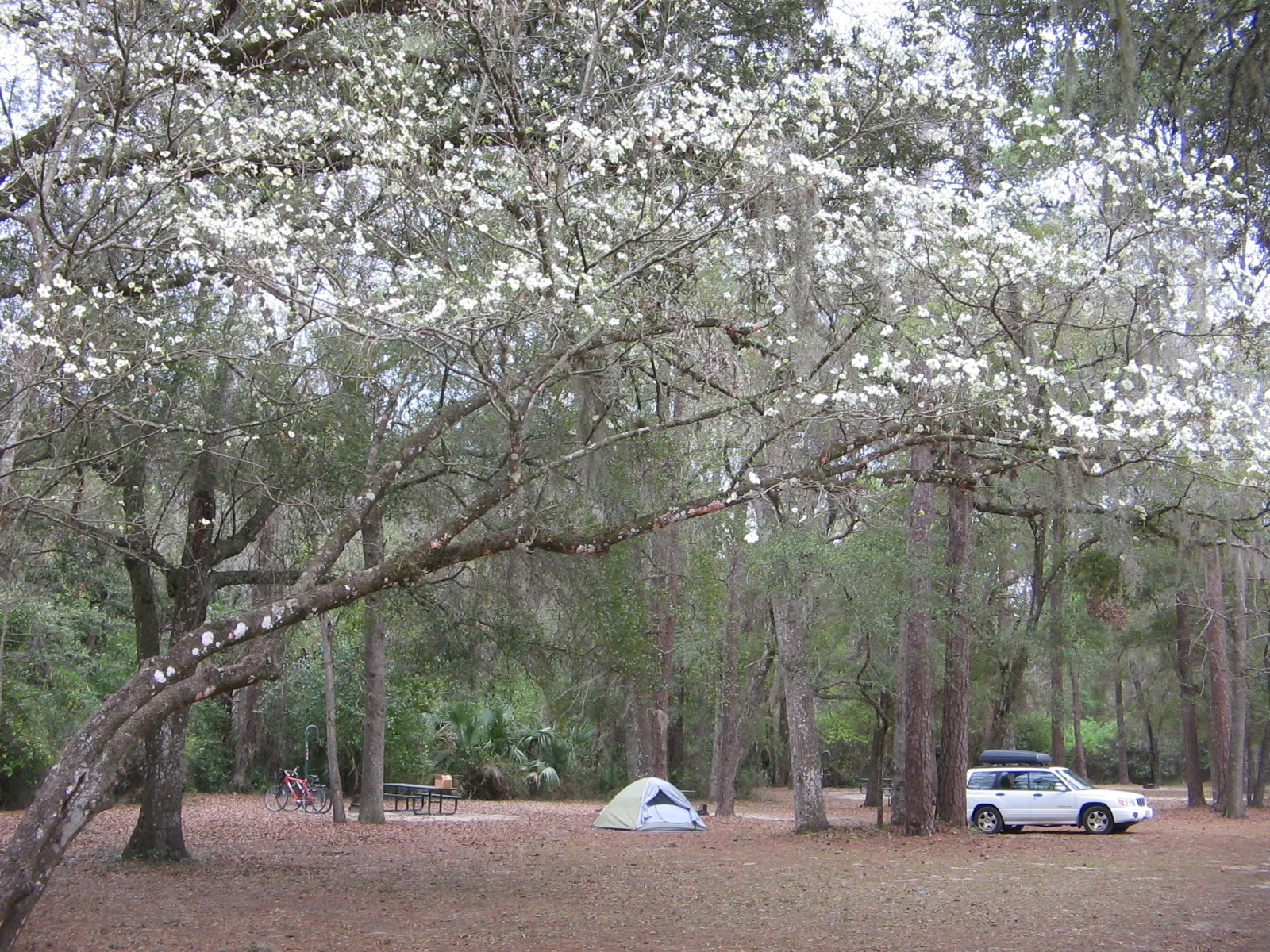 Online Journal of Adventures: Camping in Ocala National Forest