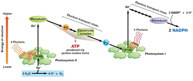 # 102 The light-dependent reactions, Photophosphorilation | Biology ...