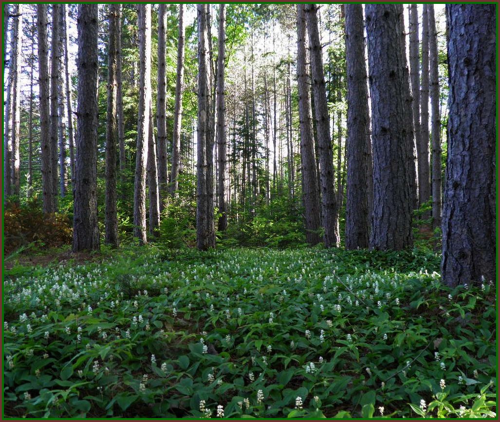 The Vermont Gardener: Cutting Trails
