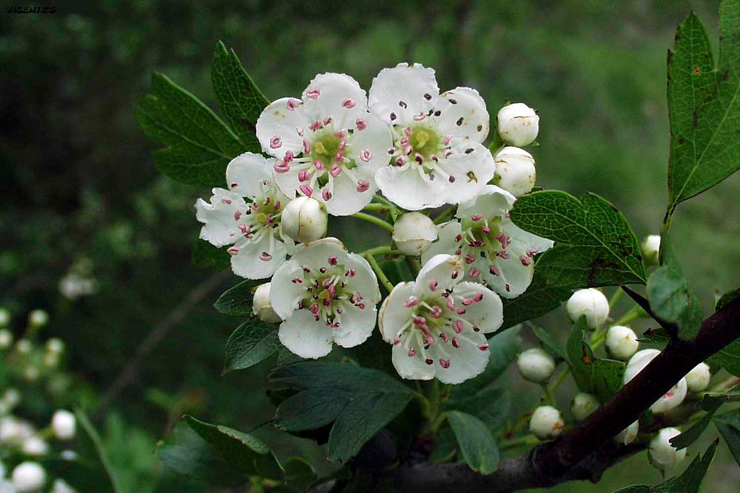 Las flores silvestres de Hormaza: Crataegus monogyna