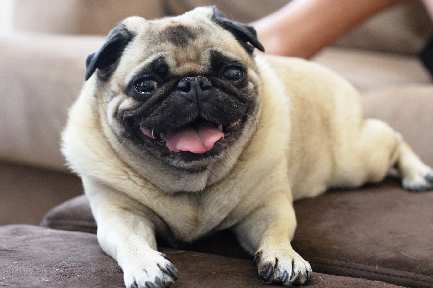 The Macy Dixie Line: Pug Field Trip!