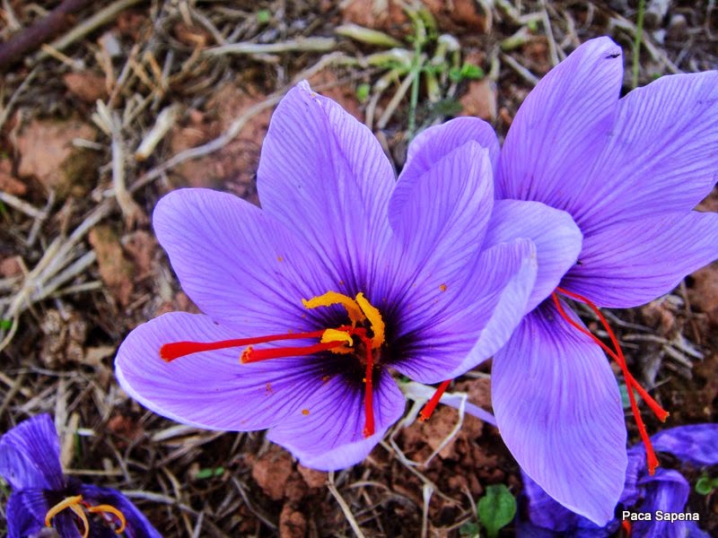La Rioja de la A a la Z: CULTIVO DE LA FLOR DEL AZAFRÁN - La Rioja