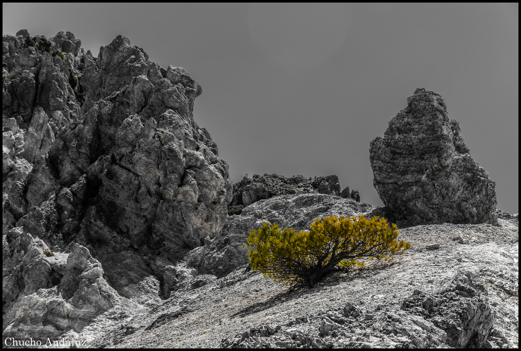 Rastreando Fotografías: La Zarza que no se consume