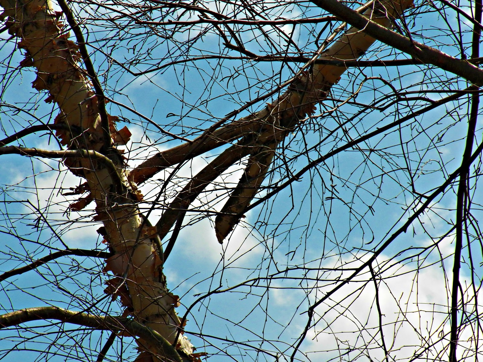 Forks Off The Moment: A Fork In The Tree