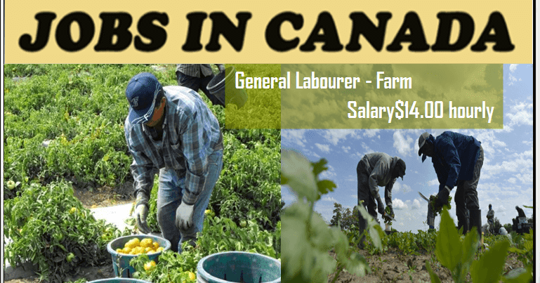 General Labourer — Farm - Worldswin: jobs apply- scholarships- immigration