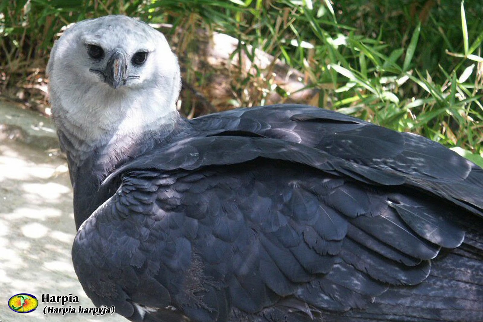 ORNITOLOGIA: Harpia (harpia harpyja)