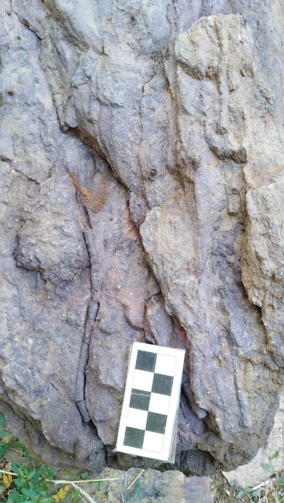 Arroba de los Montes: EL GUSANO GIGANTE FOSIL(Paleoficus tubularis) EN ...