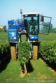 Joy's JOY of Wine: Harvesting the Grapes
