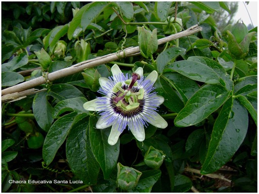 Chacra Educativa Santa Lucía: Como dice la canción “…mburucuyá del ...