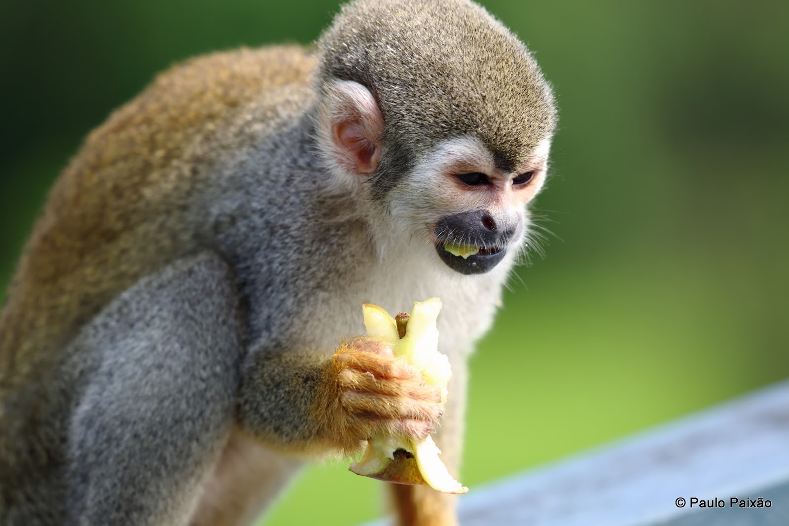 Mamíferos: Saimiri sciureus cassiquiarensis