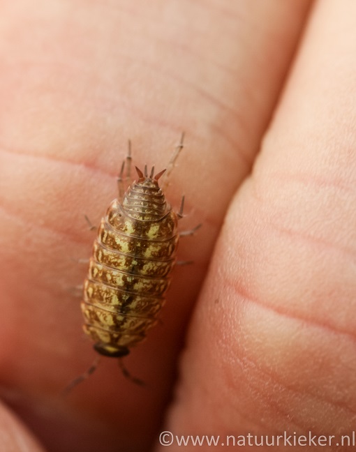 Pissebedden zijn nuttig