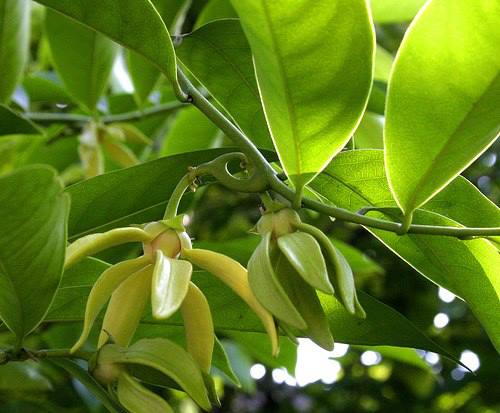 "OMKAR DHAM": কাঠালী চাঁপা ফুল