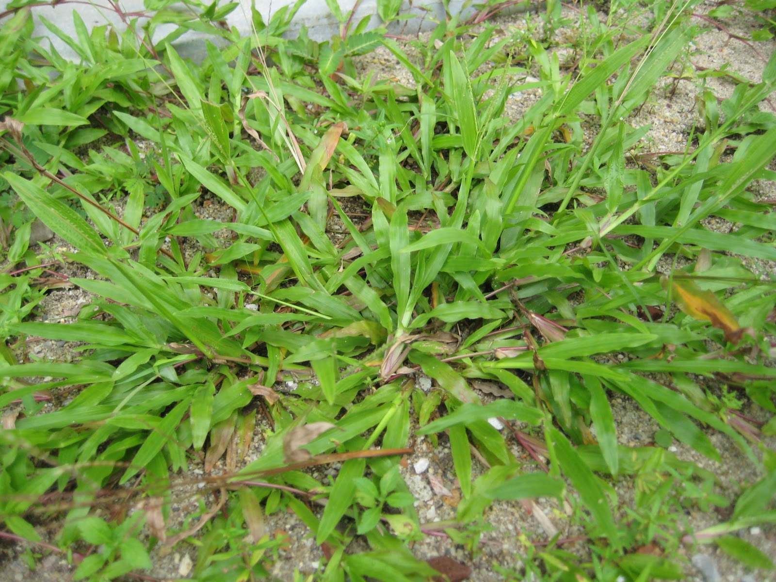 kembojaputih: Rumput Di Laman Rumah