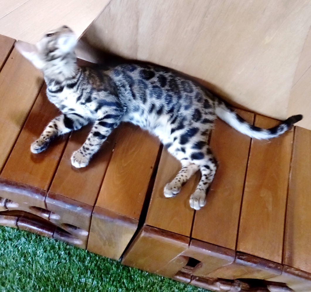 Johan and His Cats Studio - Tempat wajib bagi penggemar kucing - emilinda