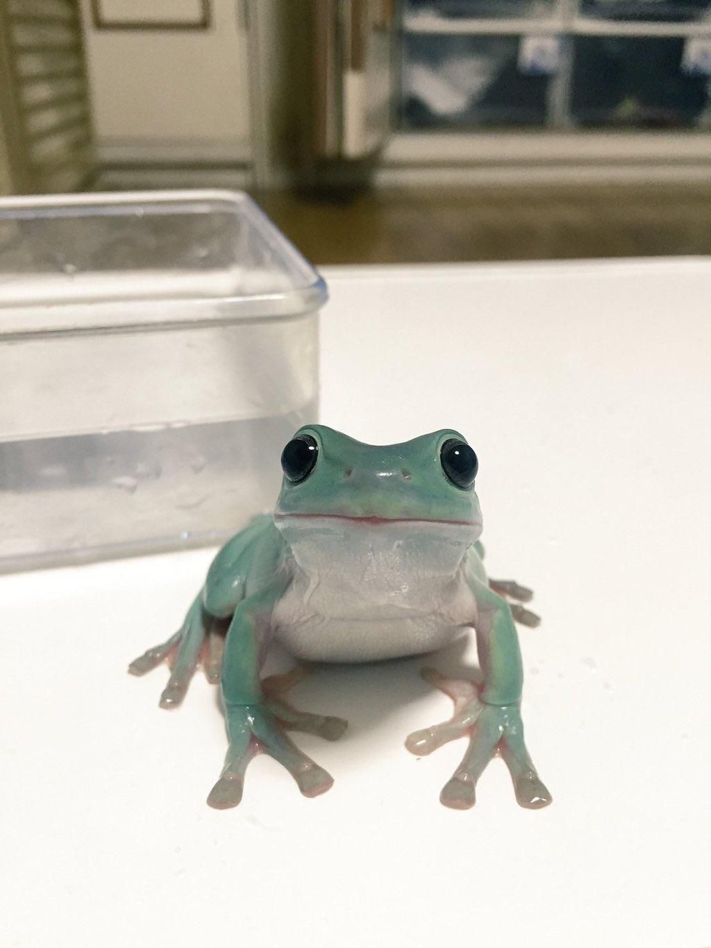 Cute frog