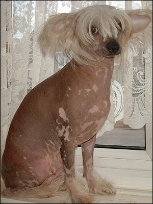 Funny cute dogs and puppies: Chinese dogs