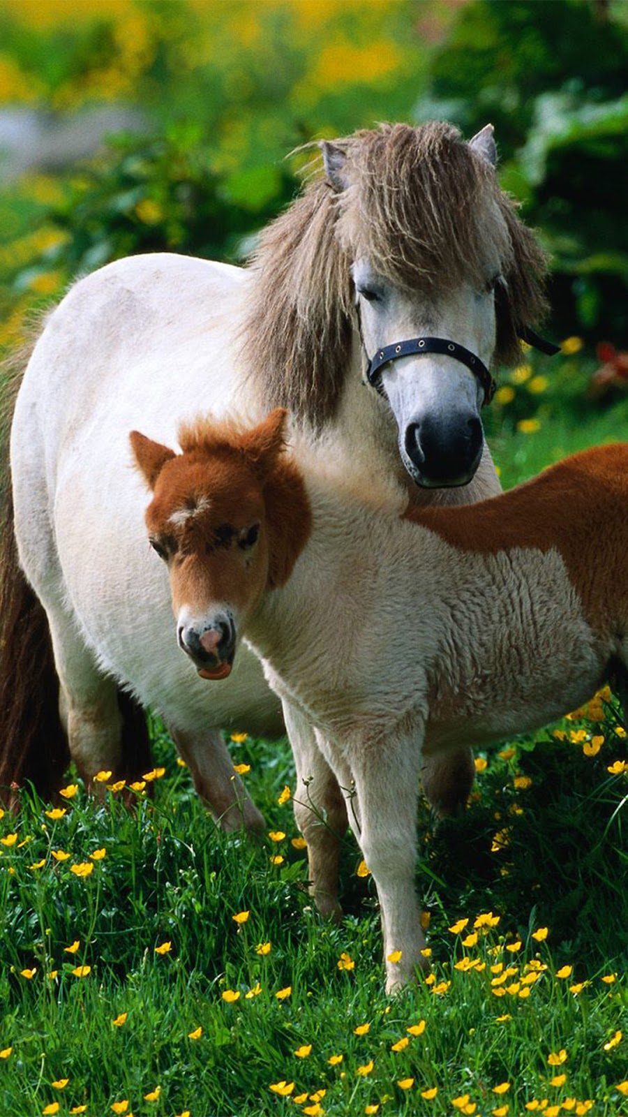 Fondo android pack 217