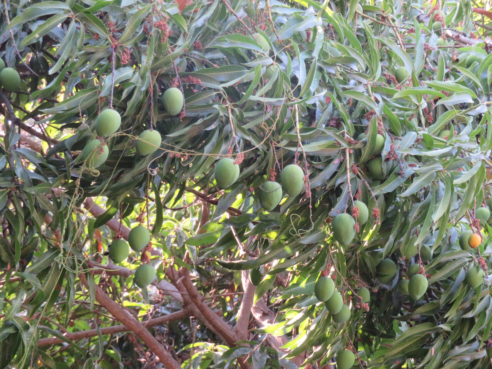 Tricycle Harvest International: Malawi Mango Harvest